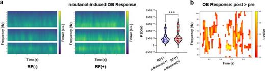 Non-contact radiofrequency stimulation to the olfactory nerve of human ...