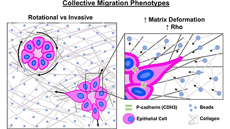 APL Bioengineering | AIP Publishing
