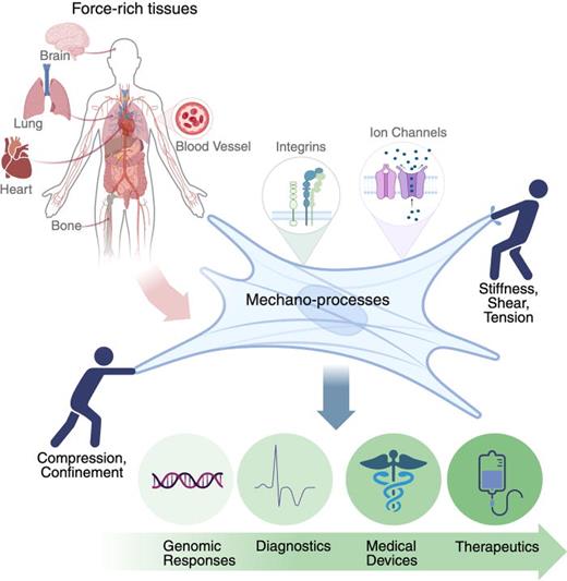 Mechanomedicine: Translating mechanical forces into therapeutic ...