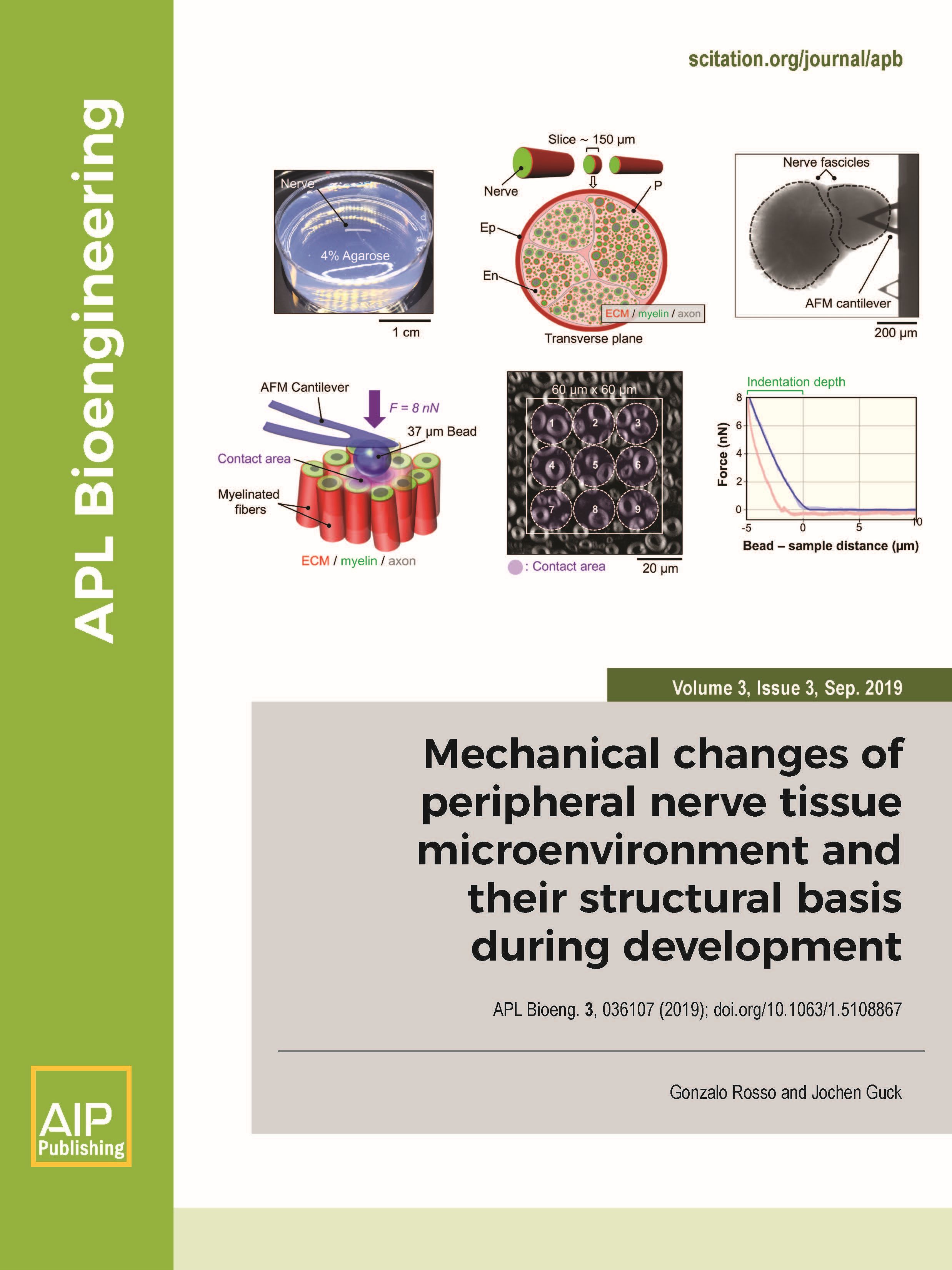 Volume 3 Issue 3 | APL Bioengineering | AIP Publishing