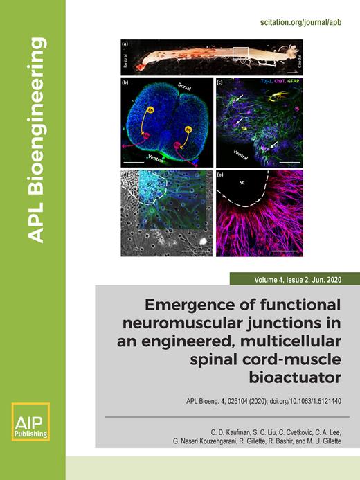 Volume 4 Issue 2 | APL Bioengineering | AIP Publishing