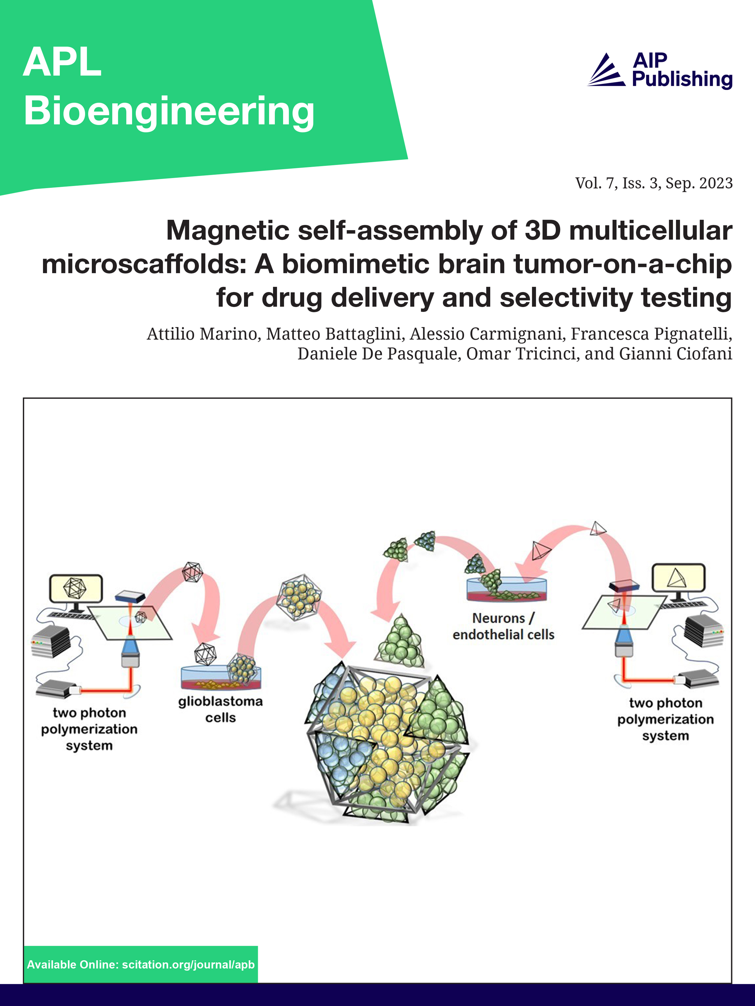 Volume 7 Issue 3 | APL Bioengineering | AIP Publishing