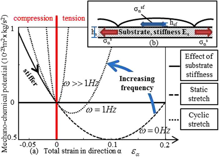 A thermodynamical model for stress-fiber organization in contractile ...