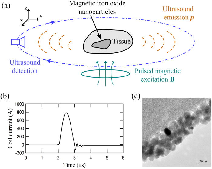 Magnetoacoustic imaging of magnetic iron oxide nanoparticles embedded ...