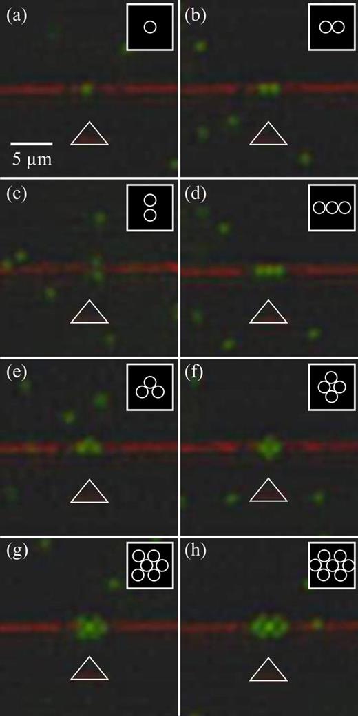 Assembly of microparticles by optical trapping with a photonic crystal ...