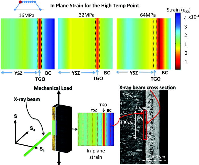 Role of mechanical loads in inducing in-cycle tensile stress in ...