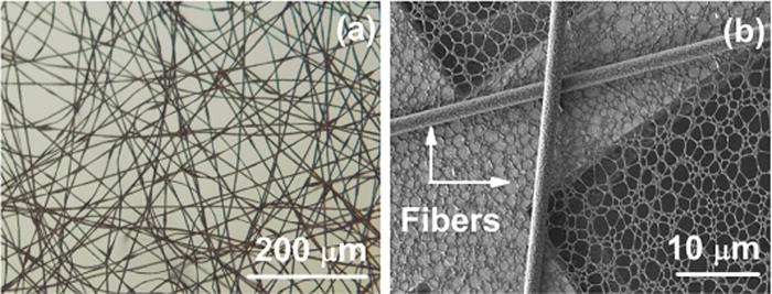 Light-induced electron paramagnetic resonance evidence of charge ...