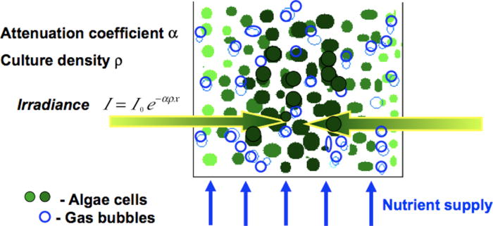 Physics of ultra-high bioproductivity in algal photobioreactors ...