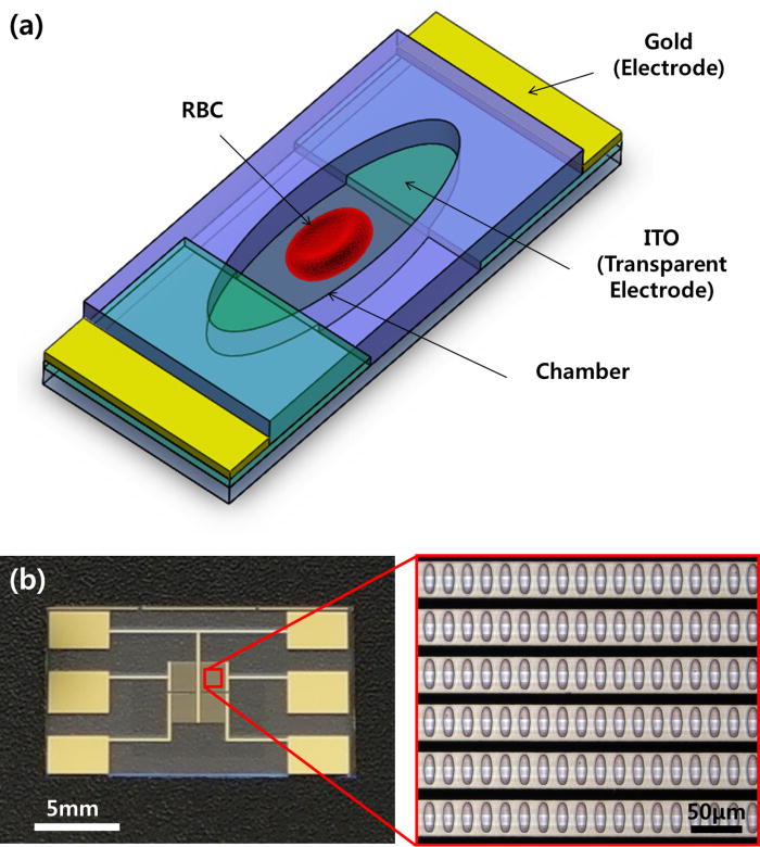 Deformation measurement of individual cells in large populations using ...