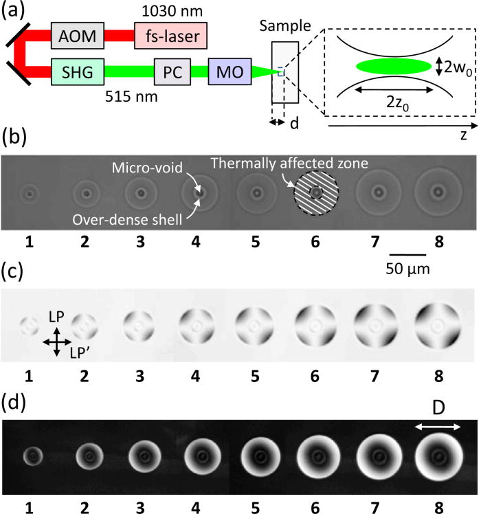 Dense arrays of microscopic optical vortex generators from femtosecond ...
