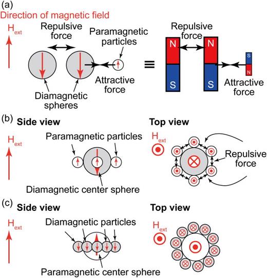 Magnetic assembly of gold core-shell necklace resonators | Applied ...