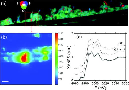 Structural Properties Of Rutile Tio2 Nanoparticles Accumulated In A