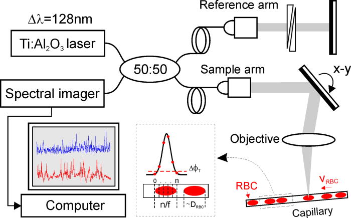 Quantitative imaging of red blood cell velocity invivo using optical ...