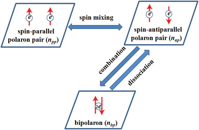 Investigation on organic magnetoconductance based on polaron-bipolaron ...