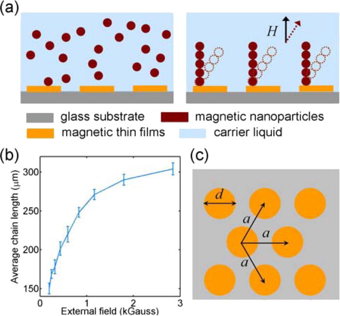 Rotary transportation of magnetic nanoparticle chains on magnetic thin ...