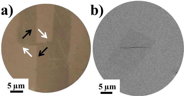 Direct imaging of both ferroelectric and antiferromagnetic domains in ...