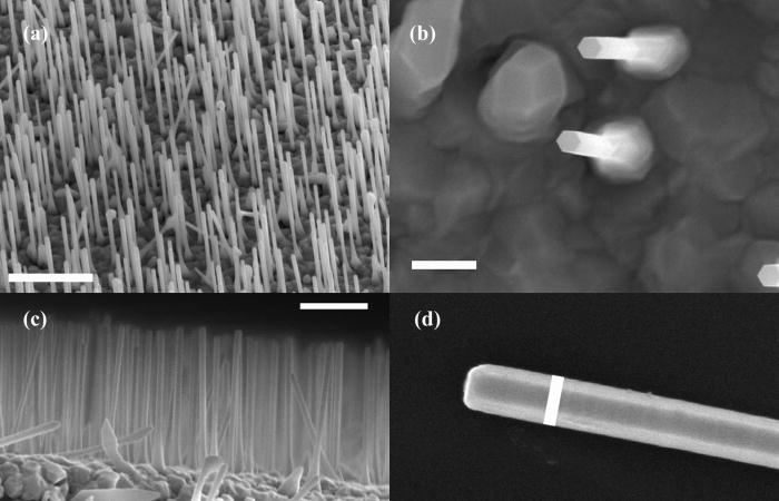Growth and photoluminescence of self-catalyzed GaP/GaNP core/shell nanowires on Si(111) by gas ...