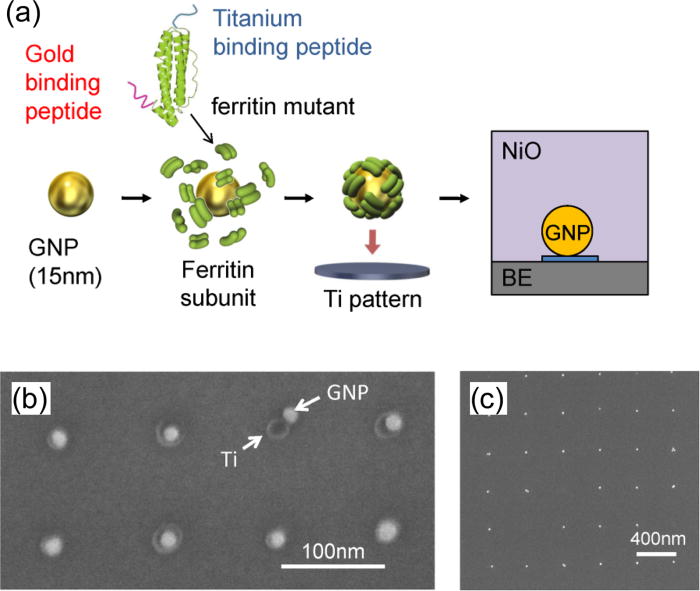 Guided filament formation in NiO-resistive random access memory by embedding gold nanoparticles ...