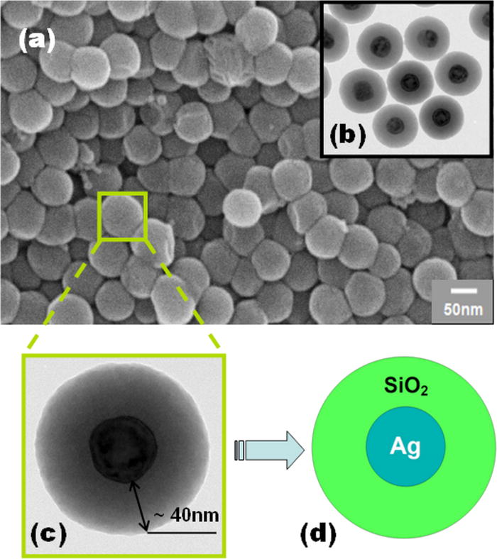 Enhanced high thermal conductivity and low permittivity of polyimide ...