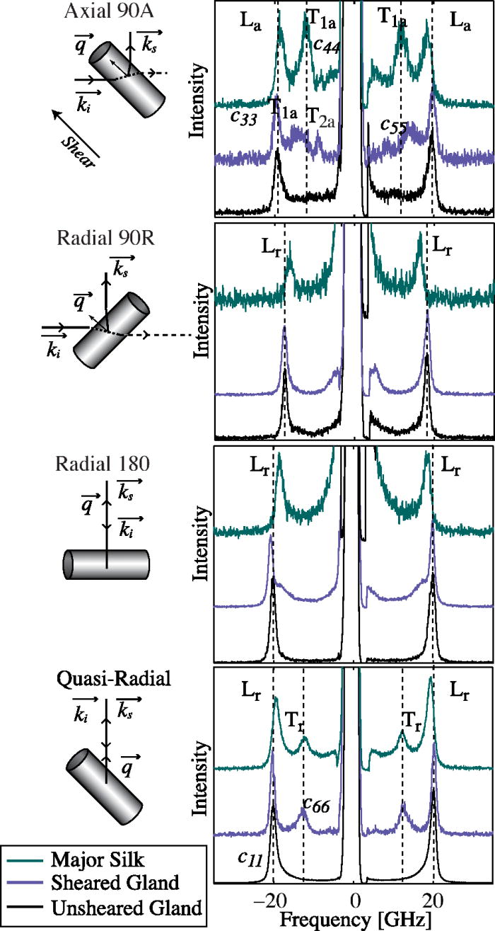 Shear-induced rigidity in spider silk glands | Applied Physics Letters ...
