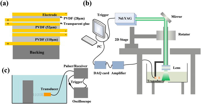 Variable-thickness multilayered polyvinylidene fluoride transducer with ...