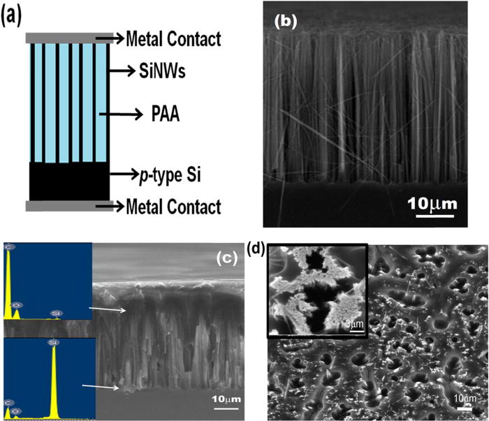 Enhanced electrical and dielectric properties of polymer covered silicon nanowire arrays ...