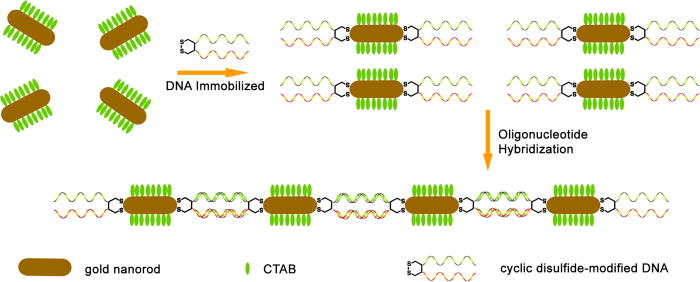 Stable end-to-end assembly of gold nanorods directed by cyclic ...