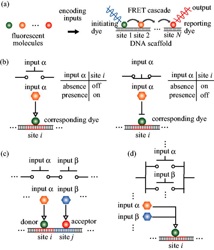 Fluorescence resonance energy transfer-based molecular logic circuit ...