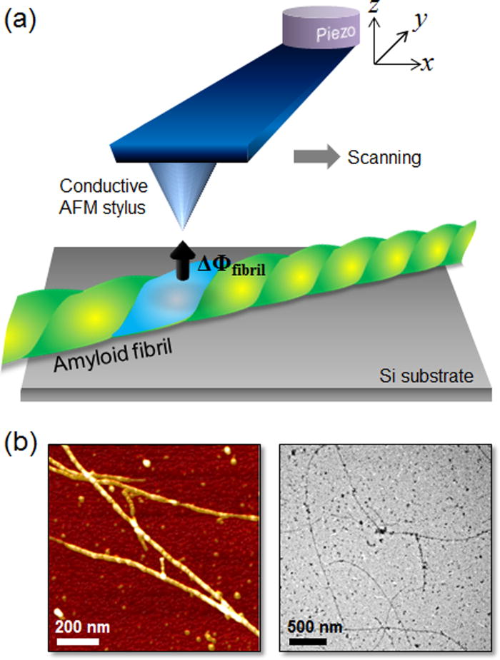 Mapping the surface charge distribution of amyloid fibril | Applied Physics Letters | AIP Publishing