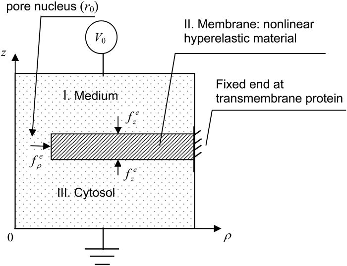 Nonlinear electro-mechanobiological behavior of cell membrane during ...