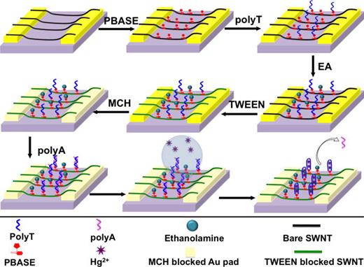 Label-free chemiresistive biosensor for mercury (II) based on single ...