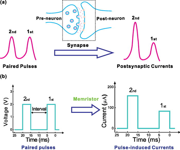 Emulating the paired-pulse facilitation of a biological synapse with a ...