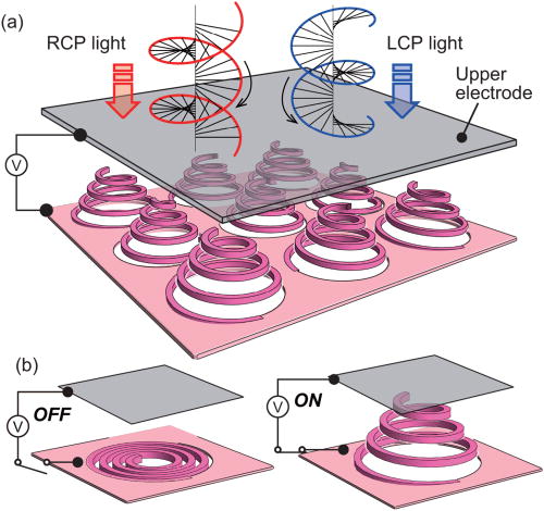 Spiral metamaterial for active tuning of optical activity | Applied ...