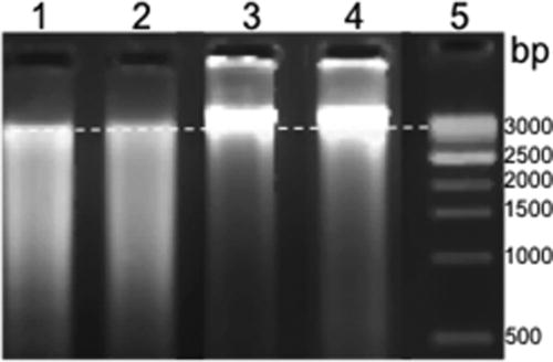 Nanoscale structure of protamine/DNA complexes for gene delivery ...