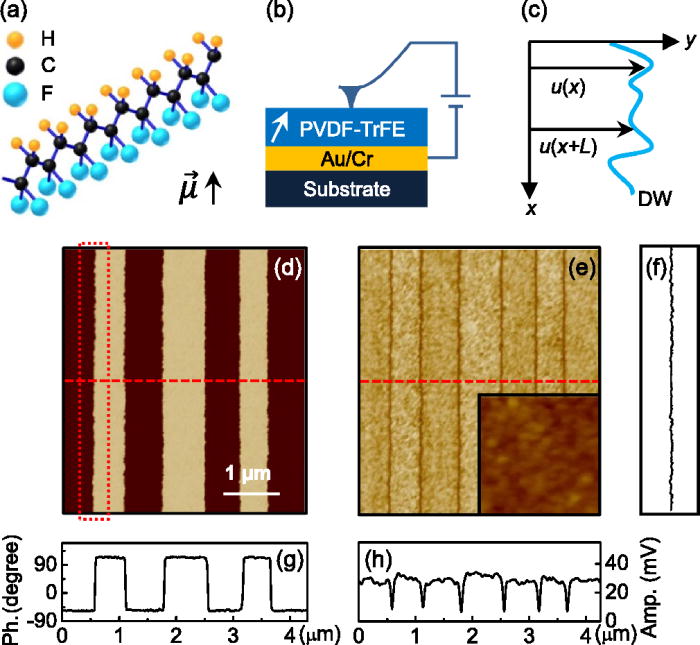 Domain wall roughness and creep in nanoscale crystalline ferroelectric polymers | Applied ...