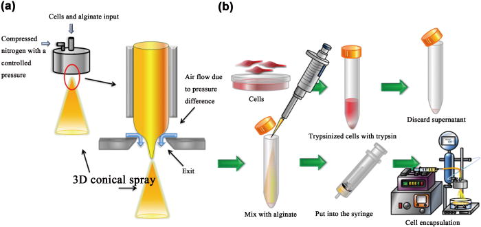 High-throughput physically based approach for mammalian cell ...