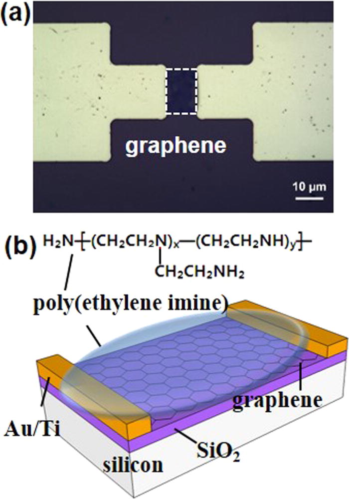 Ambipolar/unipolar conversion in graphene transistors by surface doping | Applied Physics ...