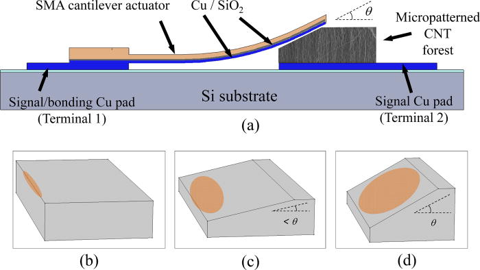The effects of three-dimensional shaping of vertically aligned carbon ...