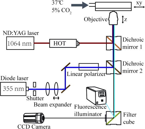 Laser-induced fusion of human embryonic stem cells with optical ...
