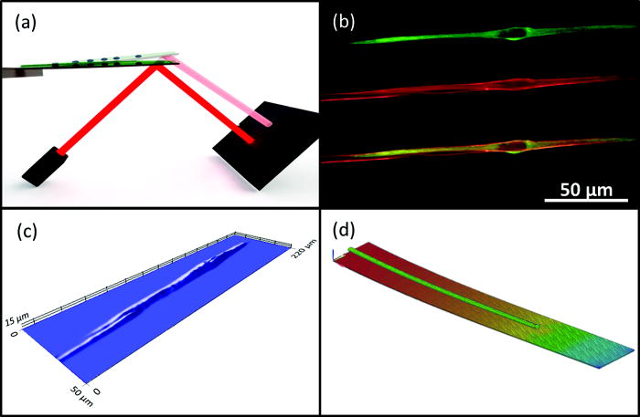Correlation of embryonic skeletal muscle myotube physical ...