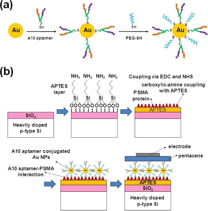 Organic memory device with self-assembly monolayered aptamer conjugated ...