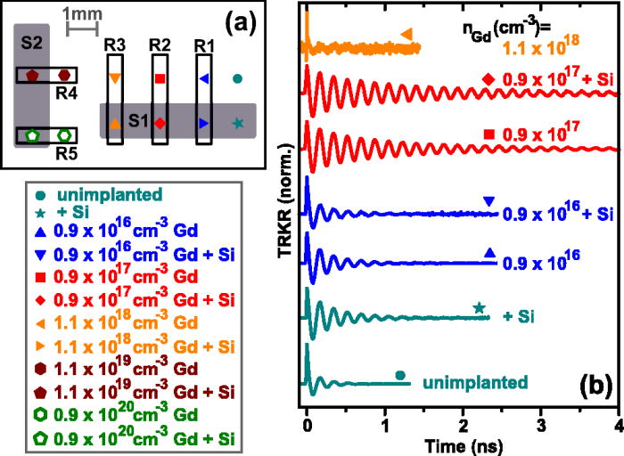 Magneto-optical studies of Gd-implanted GaN: No spin alignment of ...