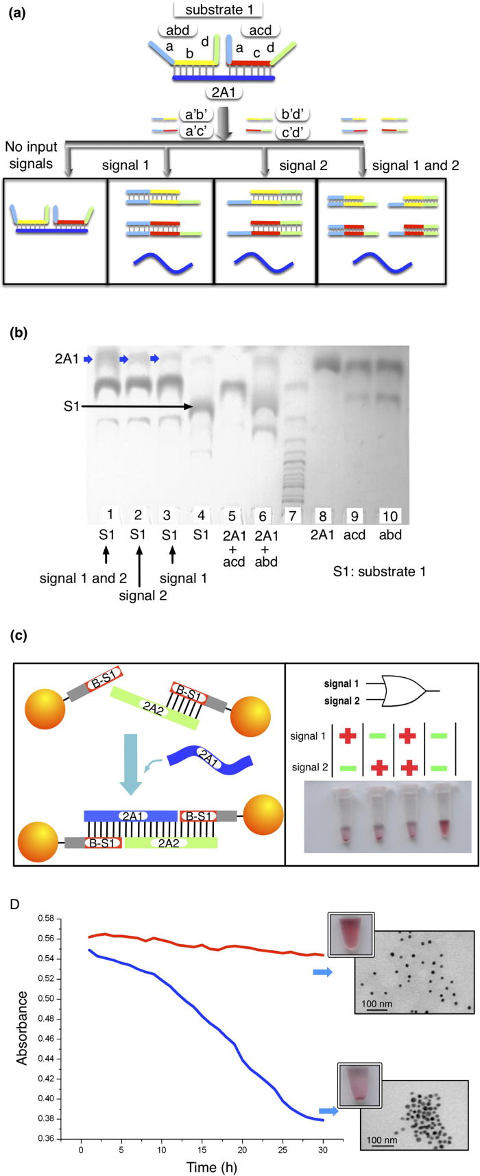 Nanoparticle aggregation logic computing controlled by DNA branch ...
