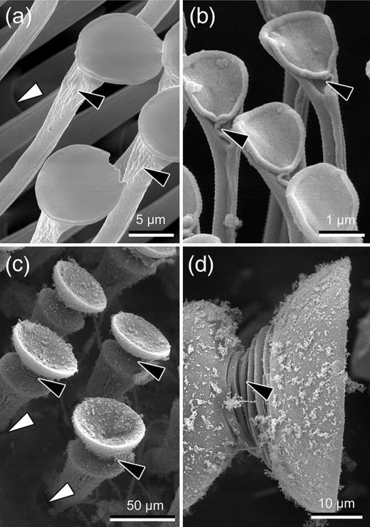 Adhesion tilt-tolerance in bio-inspired mushroom-shaped adhesive ...