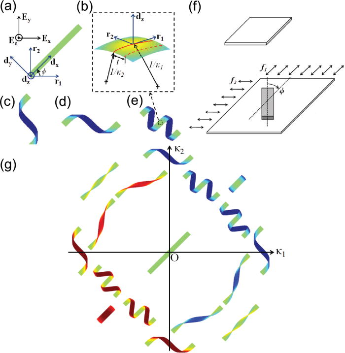 Shape selection and multi-stability in helical ribbons | Applied ...