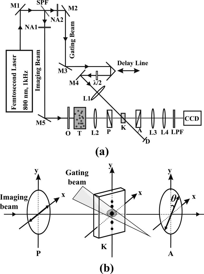 Optical imaging of objects in turbid media using heterodyned optical ...