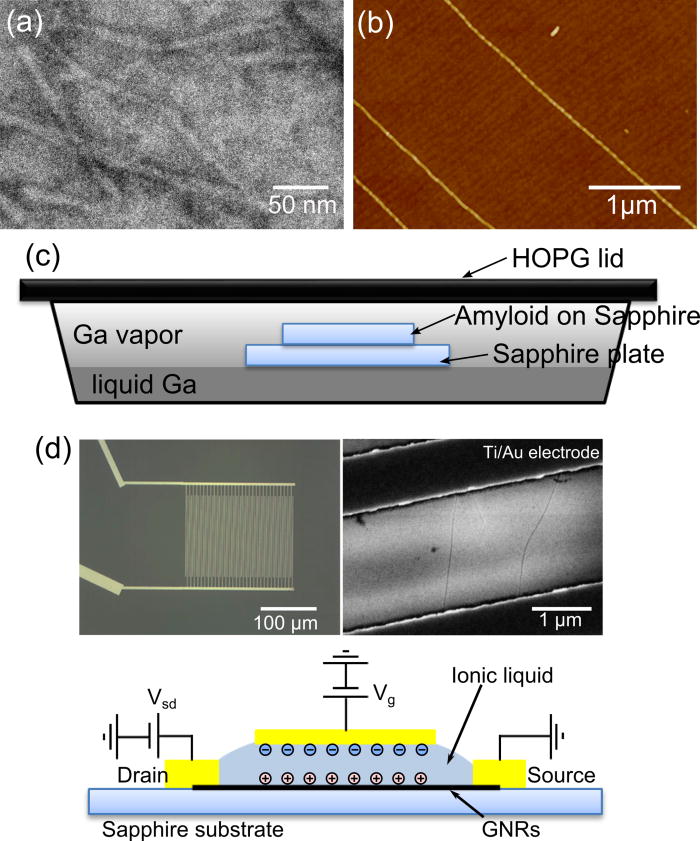Synthesis of graphene nanoribbons from amyloid templates by gallium ...