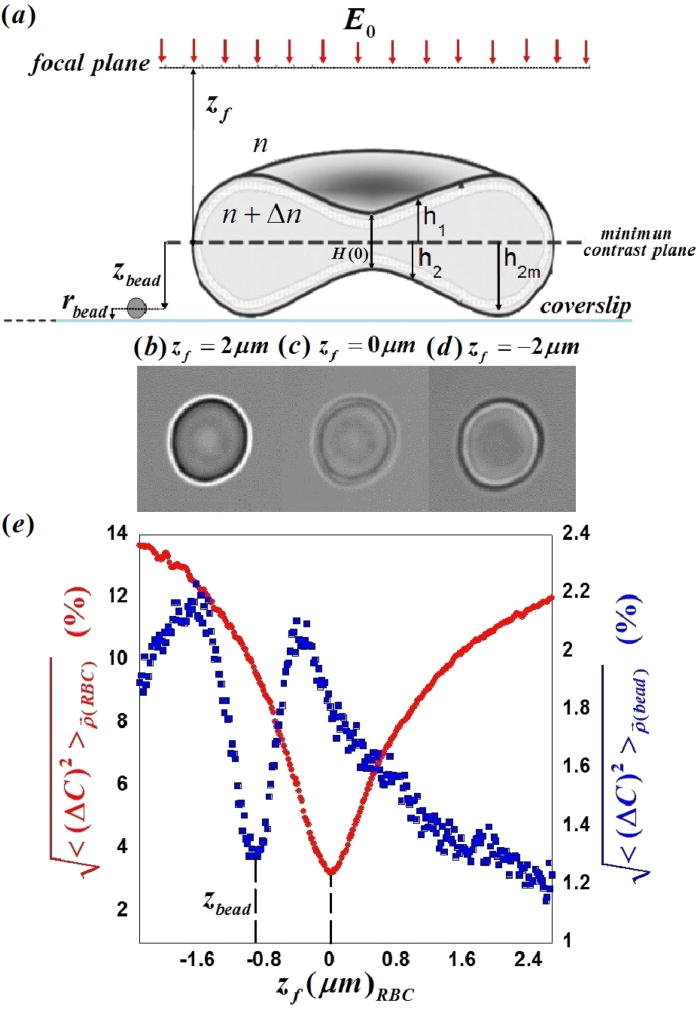 Total three-dimensional imaging of phase objects using defocusing microscopy: Application to red ...