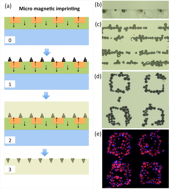 Micro-magnetic imprinting of high field gradient magnetic flux sources ...