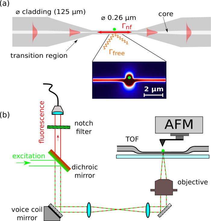 Tapered fiber coupling of single photons emitted by a deterministically ...